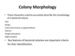Culture characteristics of bacteria | PPTX