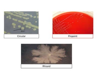 Culture characteristic of bacteria | PPTX
