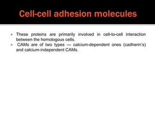 Cultured cells | PPTX
