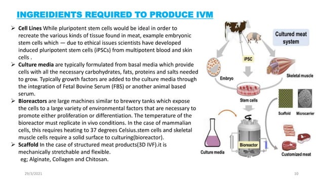 In vitro meat ppt | PPTX