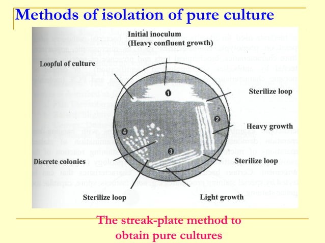 Bacterial Culture media | PPT