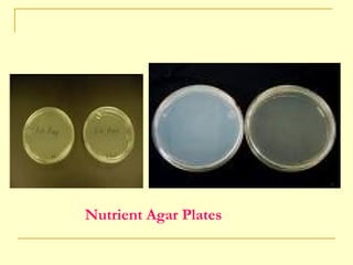 Bacterial Culture media | PPT