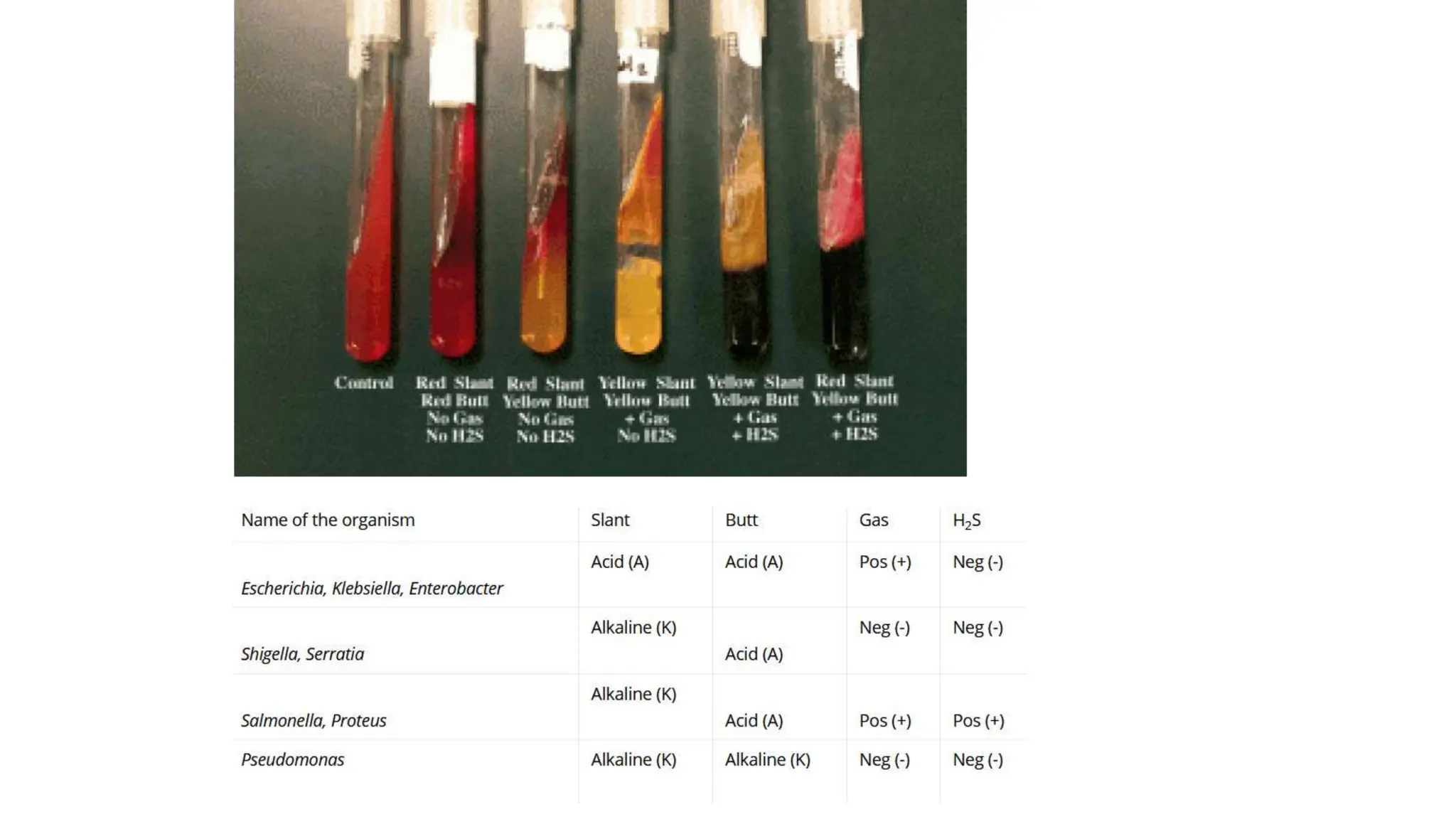 Rangkuman Beberapa Media Kultur untuk Bakteri.pptx