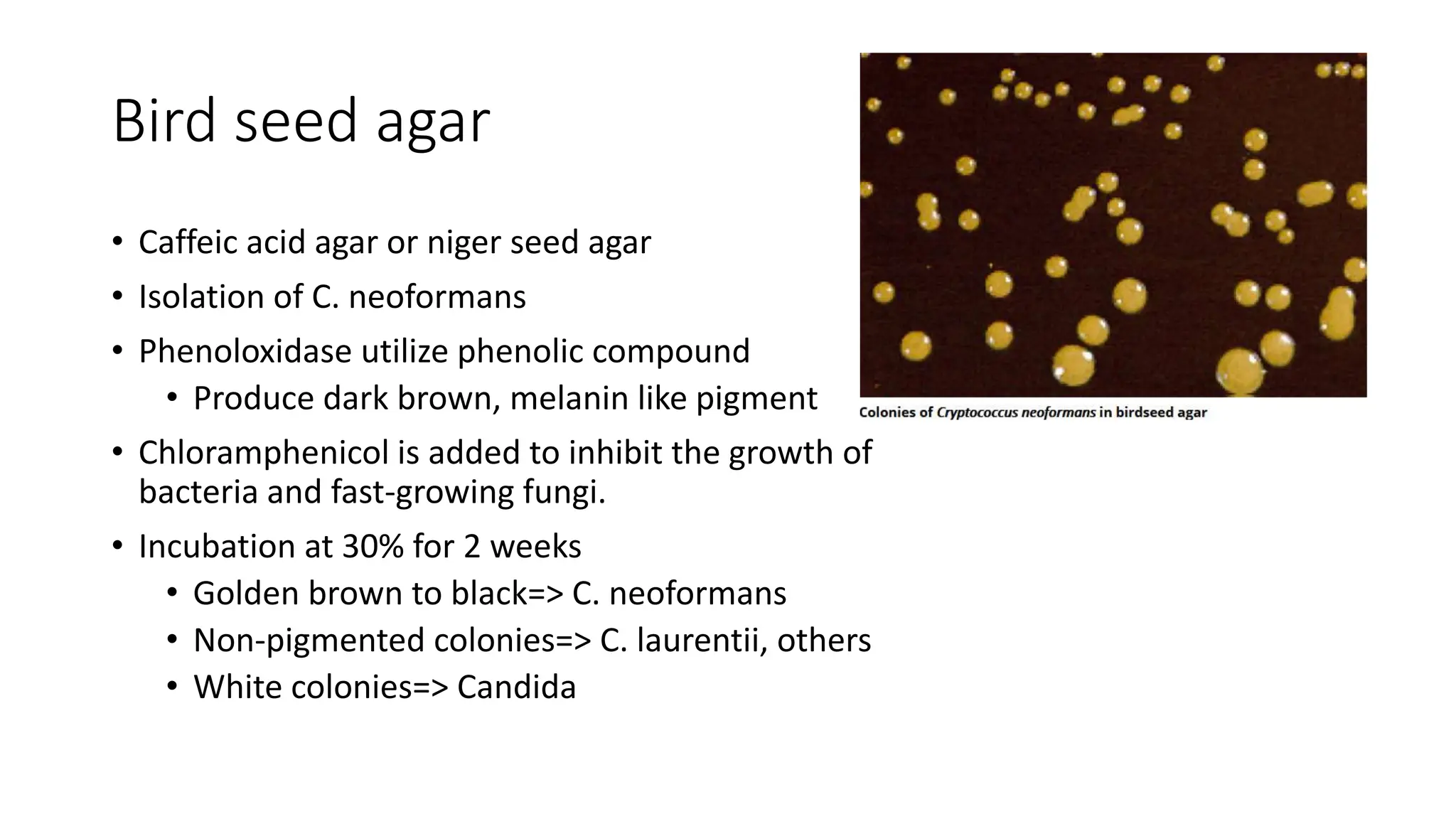 Rangkuman Beberapa Media Kultur untuk Bakteri.pptx