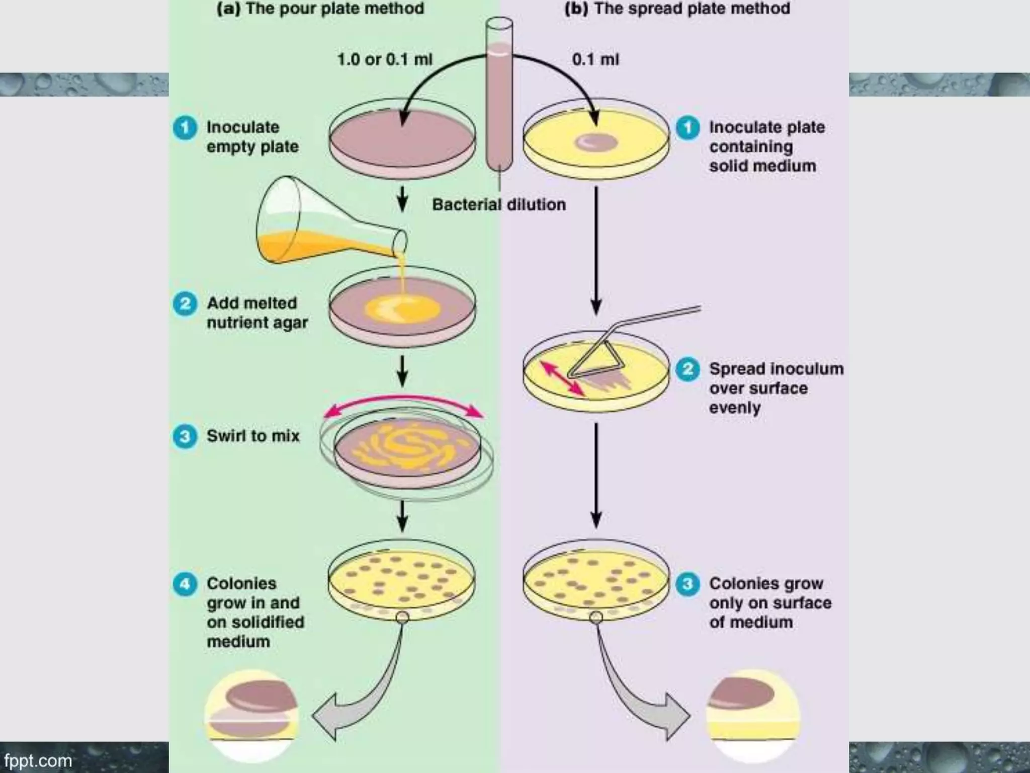 Culture Media and Methods.ppt