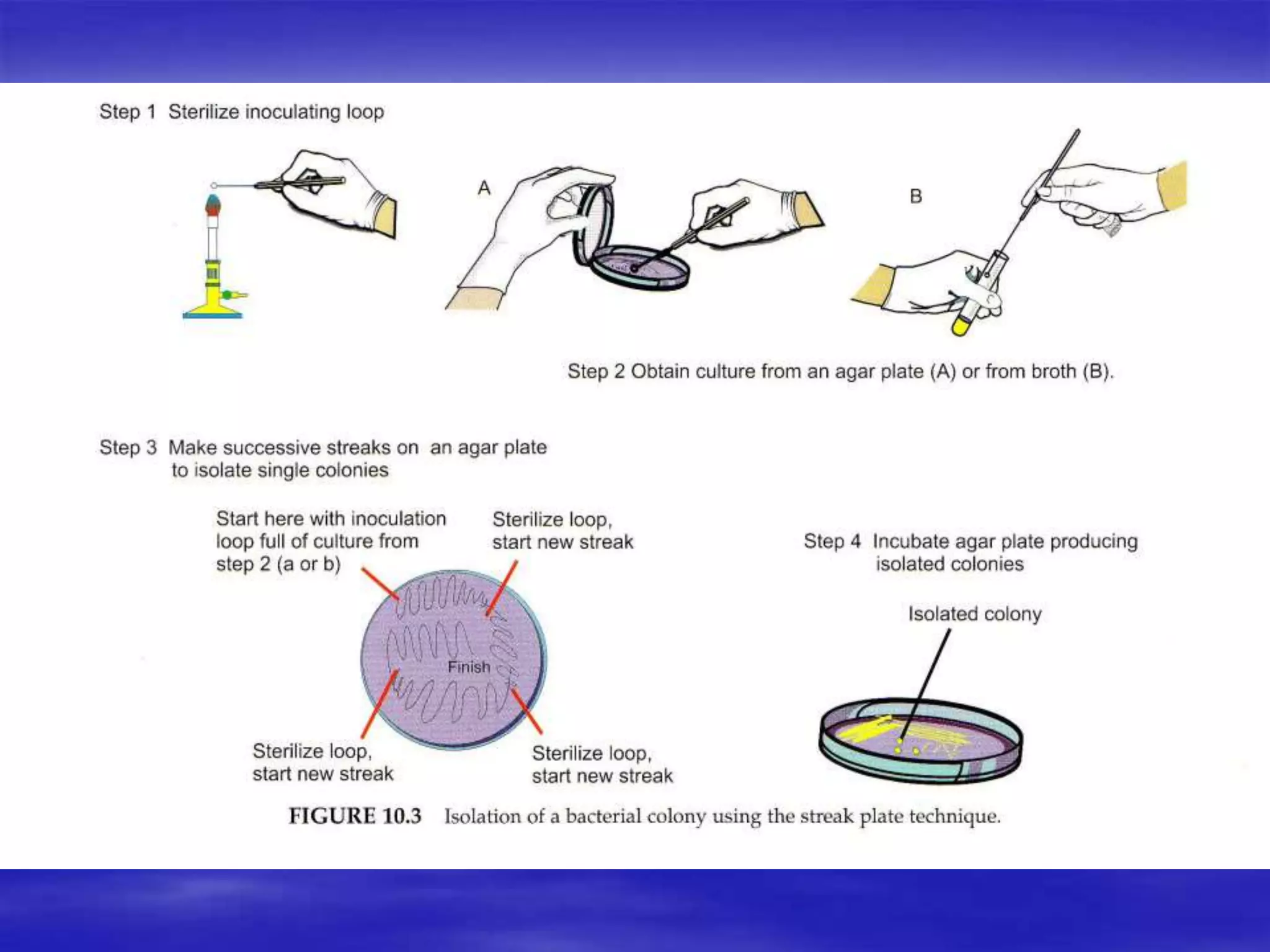 CULTURE MEDIA & CULTURE METHODS.ppt | Chemistry | Science