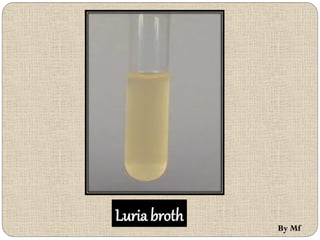 Culture media used in microbiology | PPT