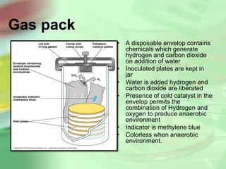 Gas Pack Microbiology