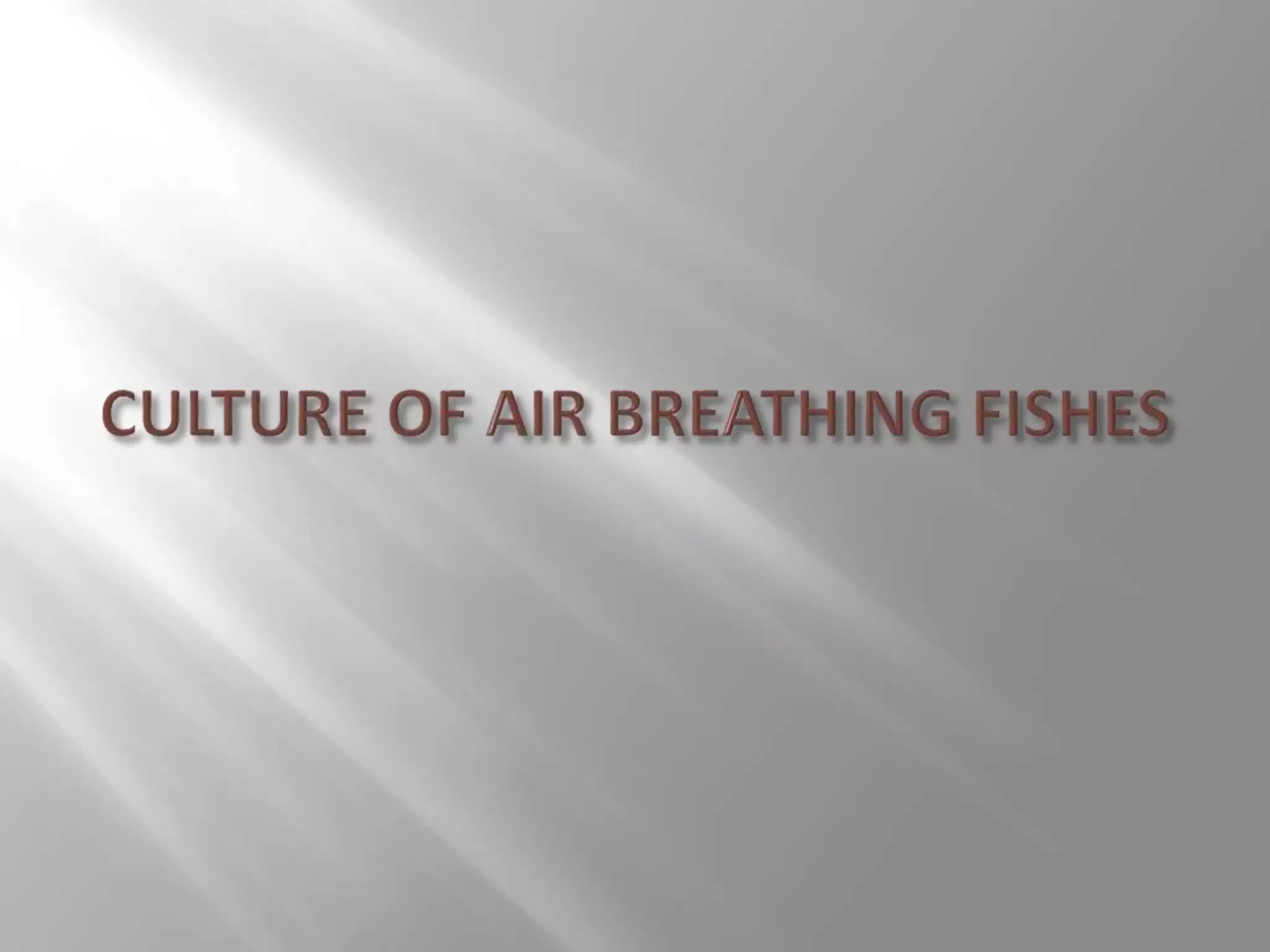 Culture of air breathing fishes | PPTX