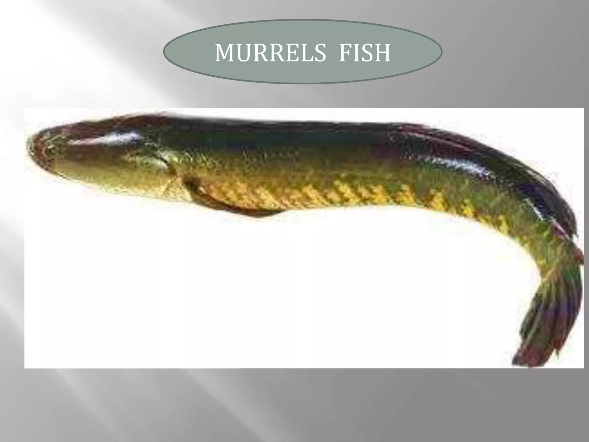 Culture of air breathing fishes | PPTX