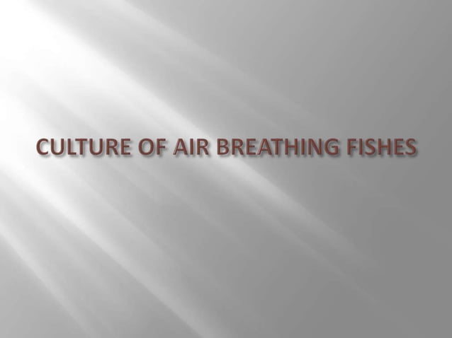 Culture of air breathing fishes | PPTX