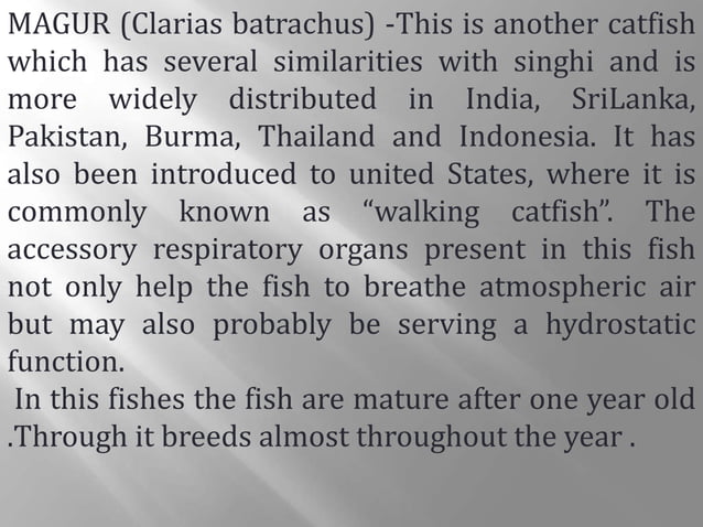 Culture of air breathing fishes | PPTX