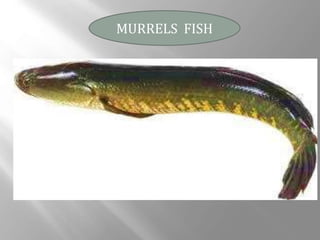 Culture of air breathing fishes | PPTX