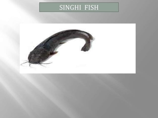 Culture of air breathing fishes | PPTX