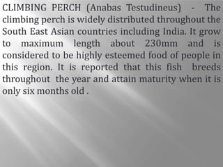 culture of air breathing fishesh.ppt avinash x | PPTX