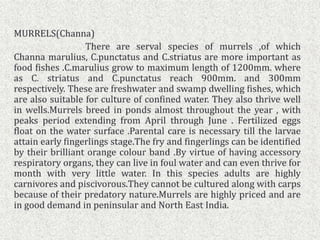 culture of air breathing fishesh.ppt avinash x | PPTX