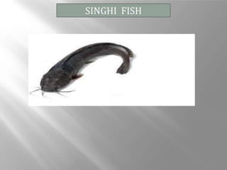 culture of air breathing fishesh.ppt avinash x | PPTX