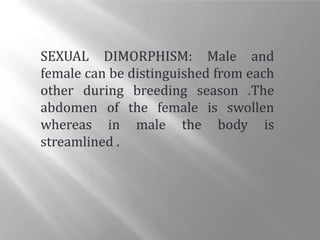 culture of air breathing fishesh.ppt avinash x | PPTX