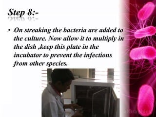 Culture of bacteria | PPTX