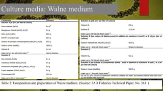 Culture of blue green algae | PPTX