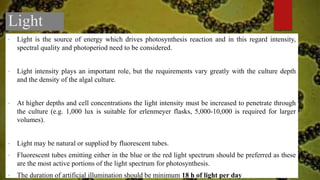 Culture of blue green algae | PPTX