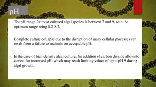 Culture of blue green algae | PPTX