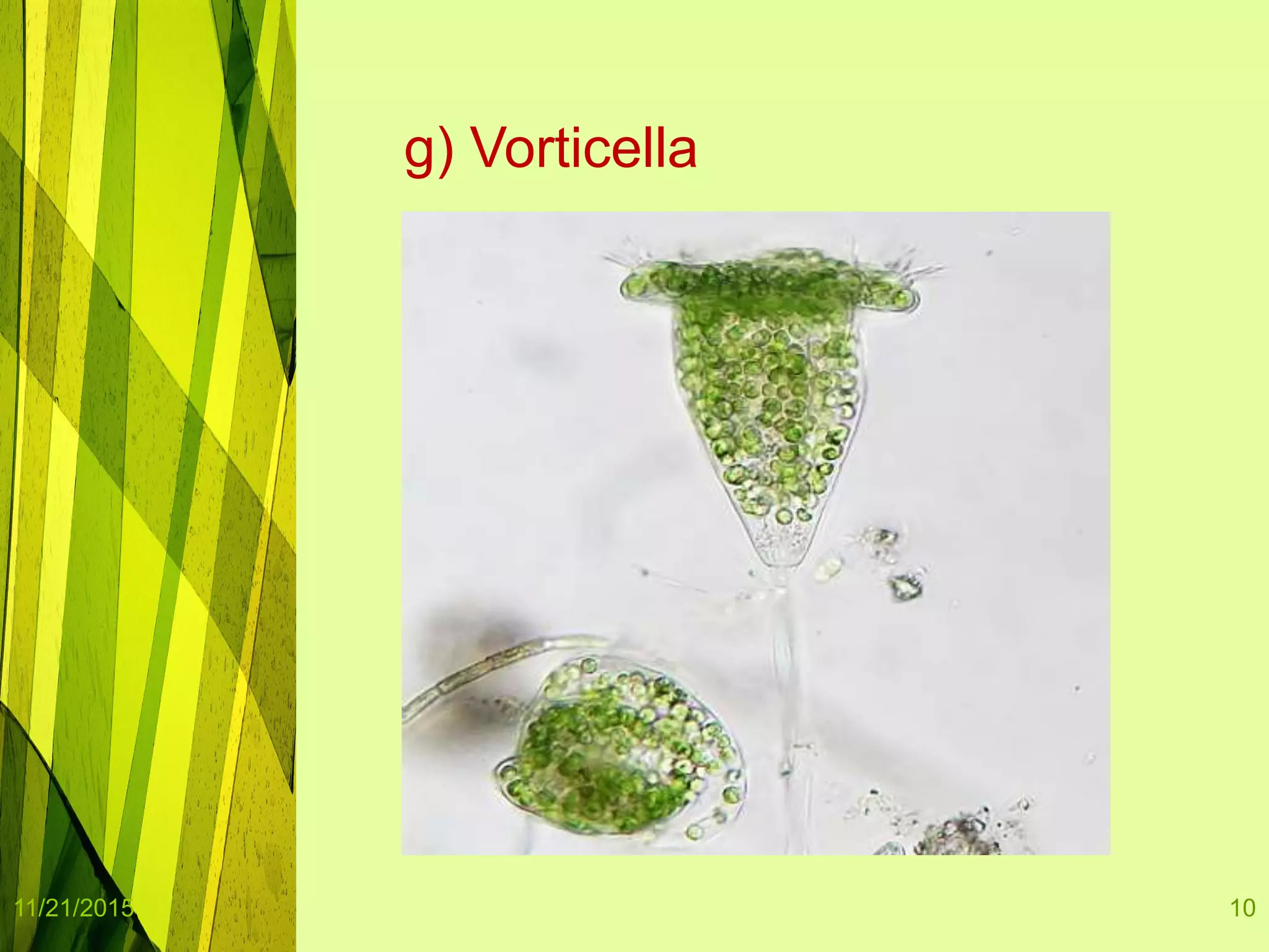 Culture of infusoria | PPTX | Gardening | Home & Garden