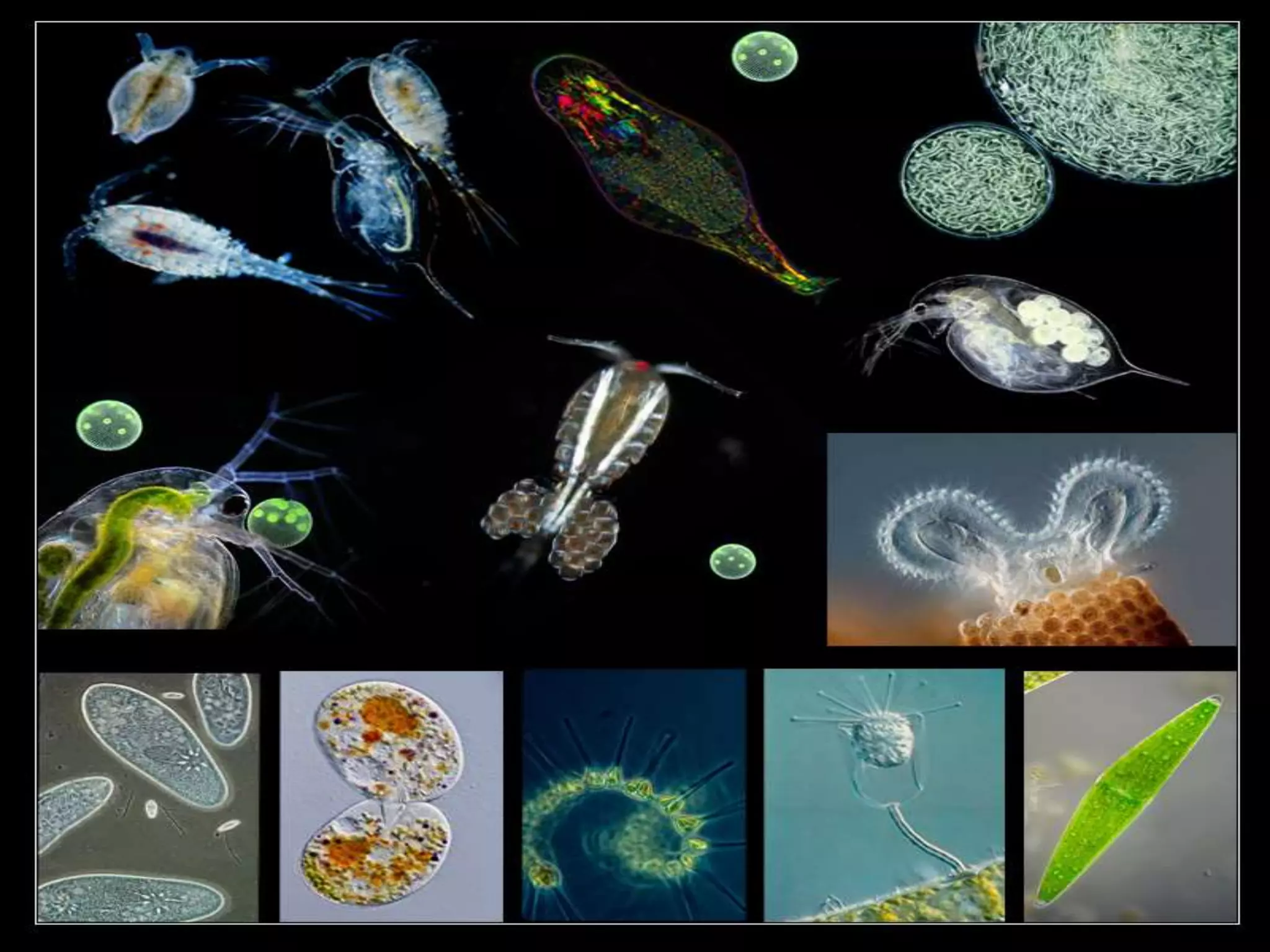 Culture of infusoria | PPTX