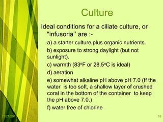 Culture of infusoria | PPTX
