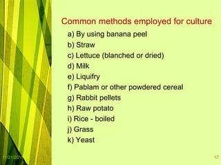Culture of infusoria | PPTX