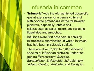 Culture of infusoria | PPTX