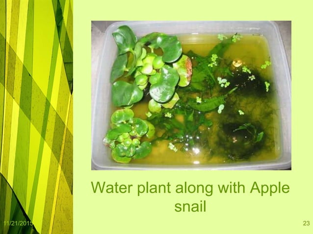 Culture of infusoria | PPTX | Gardening | Home & Garden