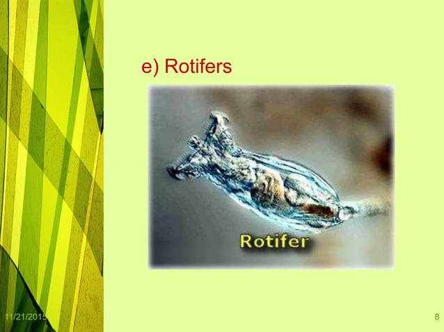 Culture of infusoria | PPTX | Gardening | Home & Garden