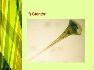 Culture of infusoria | PPTX