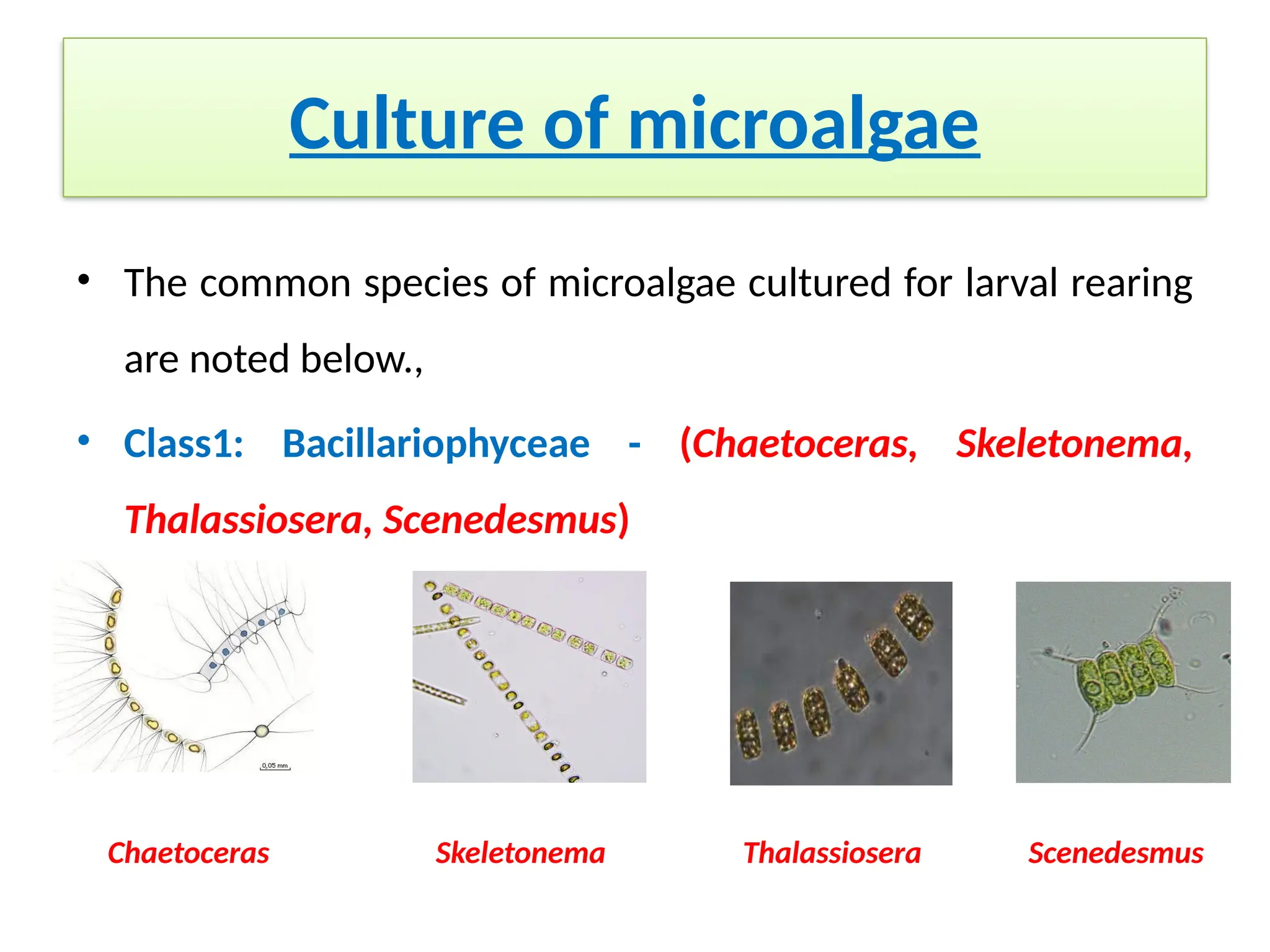 Culture of microalgae - Live feed culture - FISH FOOD ORGANISMS | PPTX