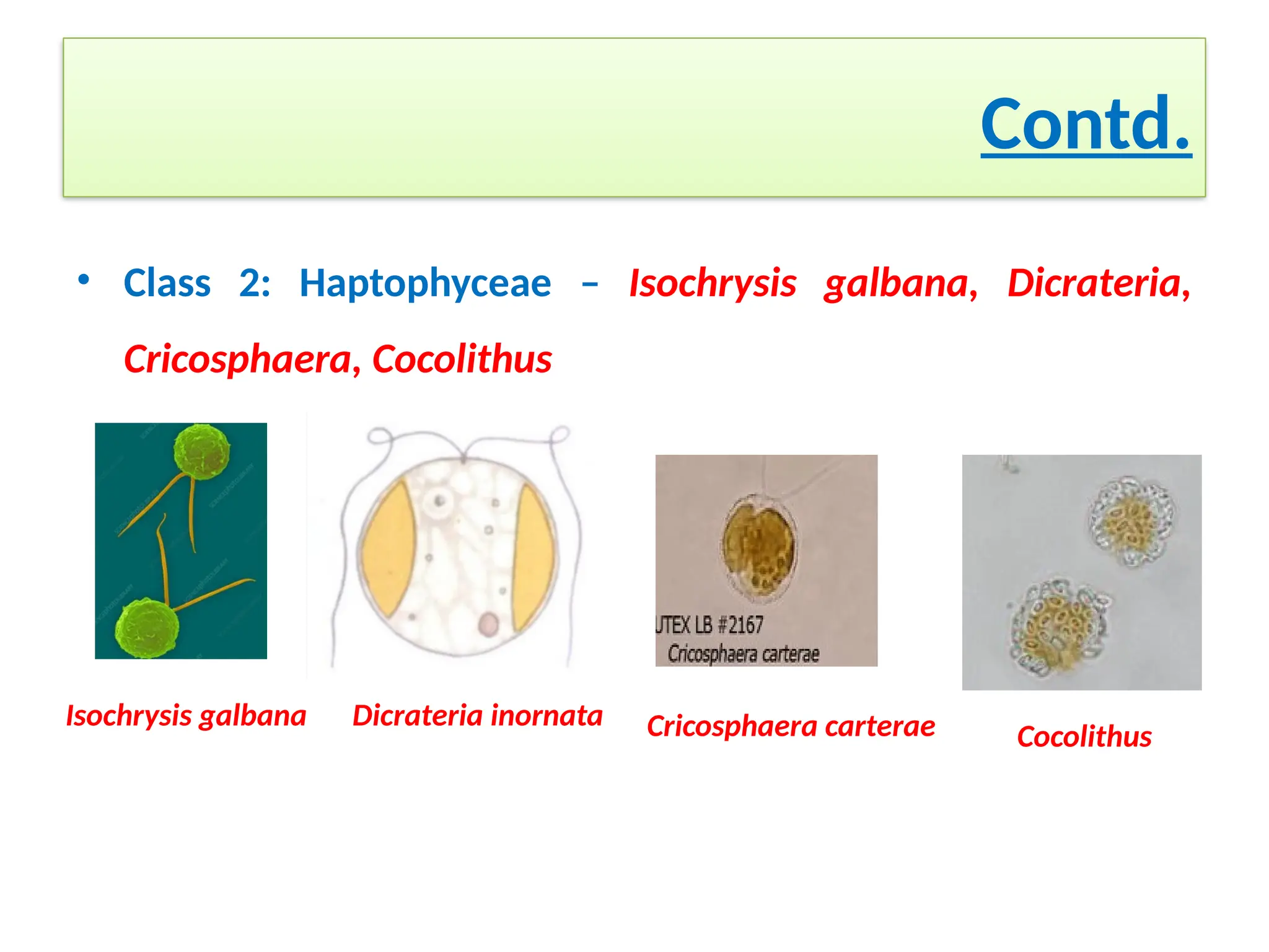 Culture of microalgae - Live feed culture - FISH FOOD ORGANISMS | PPTX