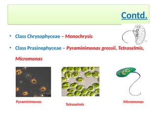 Culture of microalgae - Live feed culture - FISH FOOD ORGANISMS | PPTX