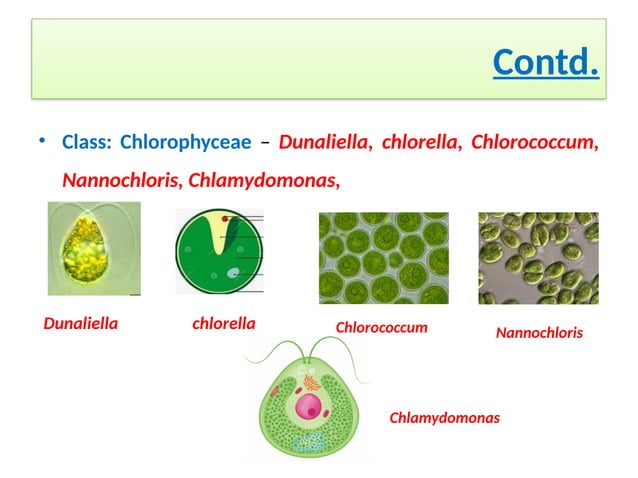 Culture of microalgae - Live feed culture - FISH FOOD ORGANISMS | PPTX ...