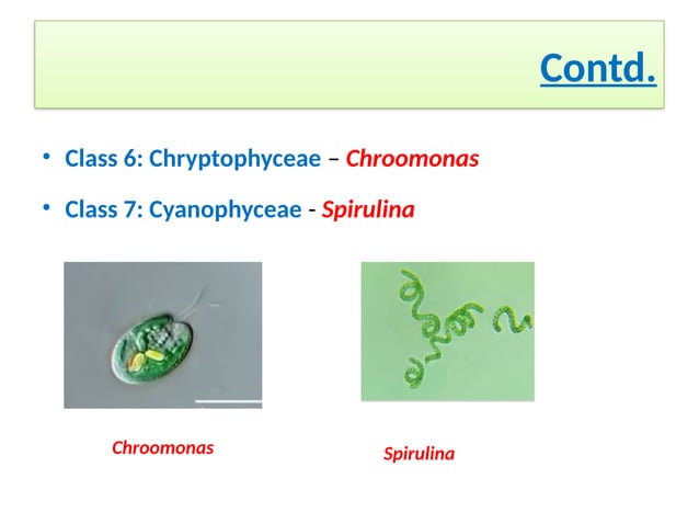 Culture of microalgae - Live feed culture - FISH FOOD ORGANISMS | PPTX ...