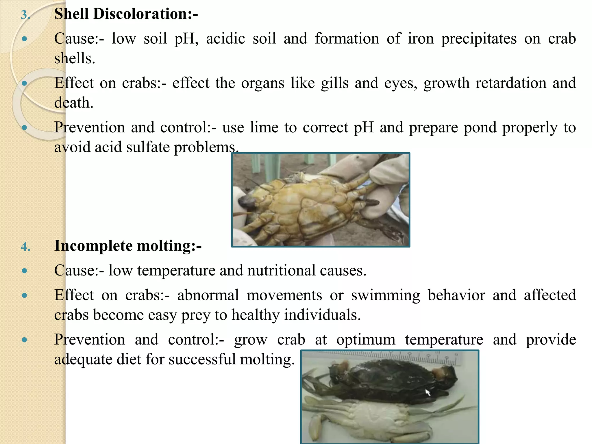 Culture of mud crab | PPTX