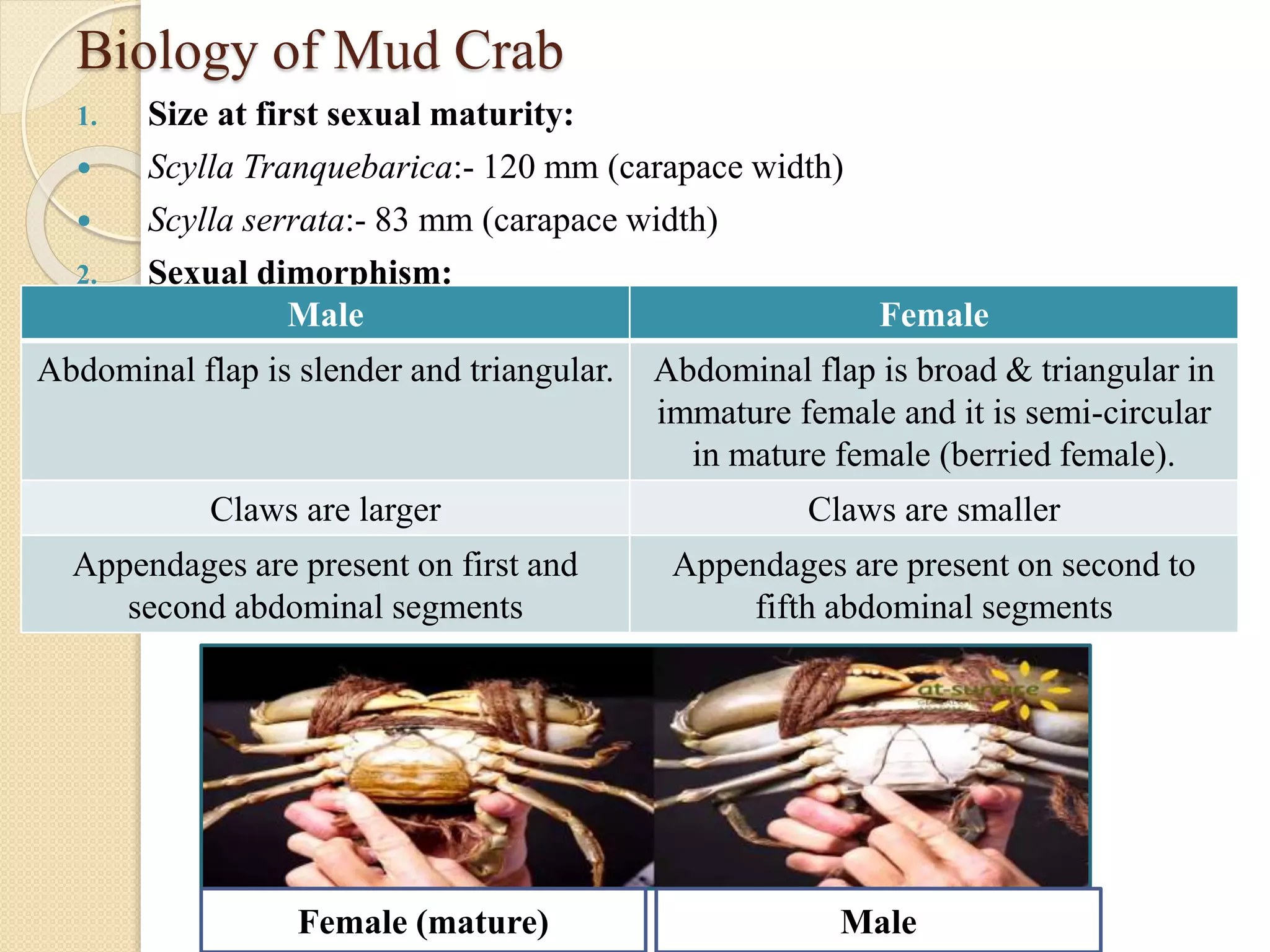 Culture of mud crab | PPTX