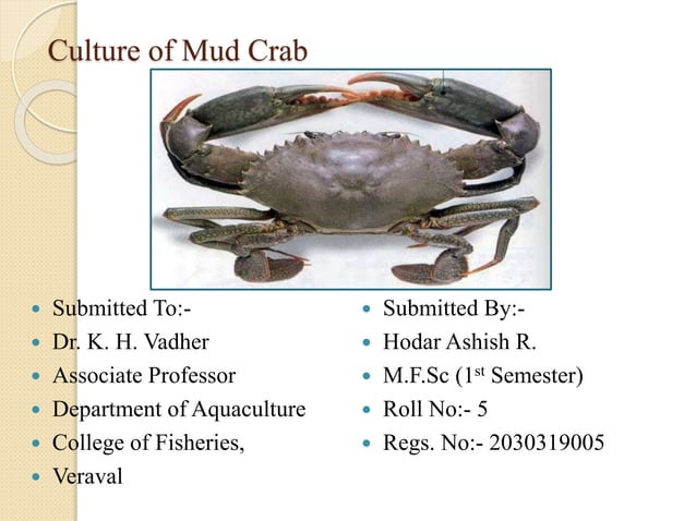 Culture of mud crab | PPTX