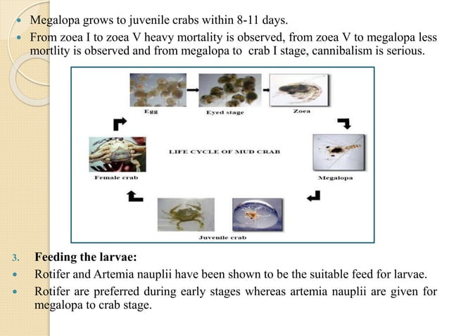 Culture of mud crab | PPTX