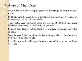 Culture of mud crab | PPTX