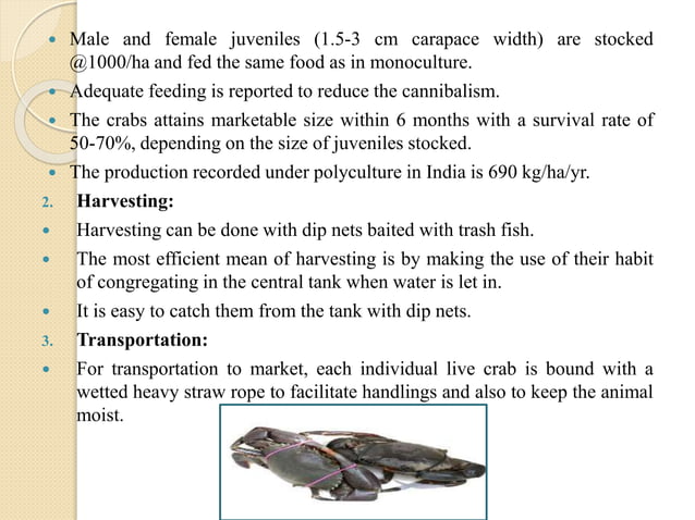 Culture of mud crab | PPTX