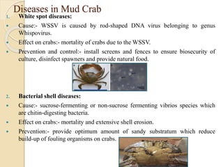 Culture of mud crab | PPTX