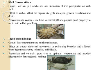 Culture of mud crab | PPTX