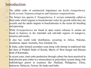 Culture of mud crab | PPTX