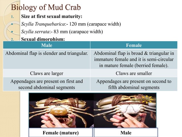 Culture of mud crab | PPTX