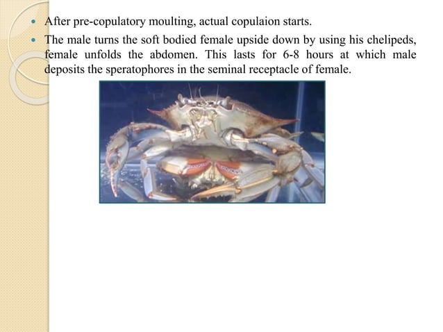 Culture of mud crab | PPTX